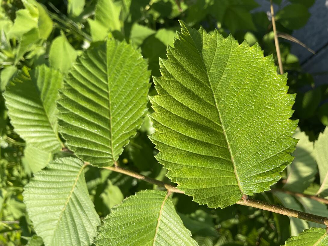 Slippery Elm | CMP Tree Selection Tool